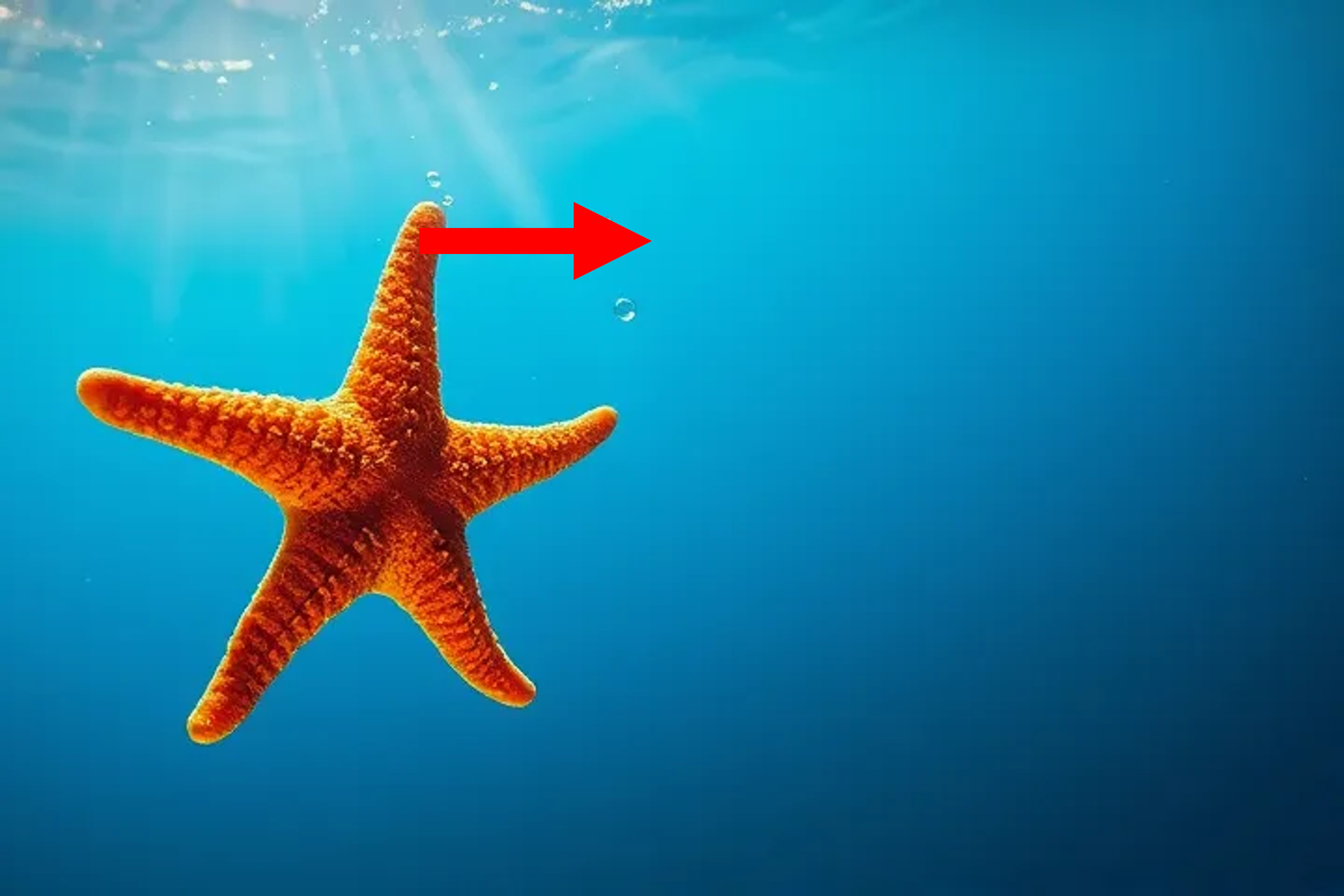 Video Comparison Grid